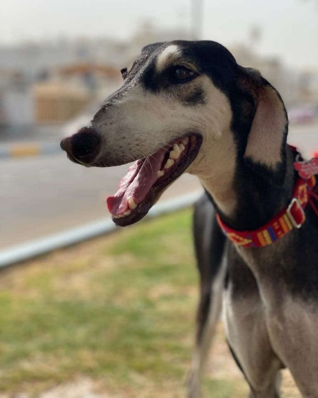 House of Hounds UAE – Licensed Rescue Group