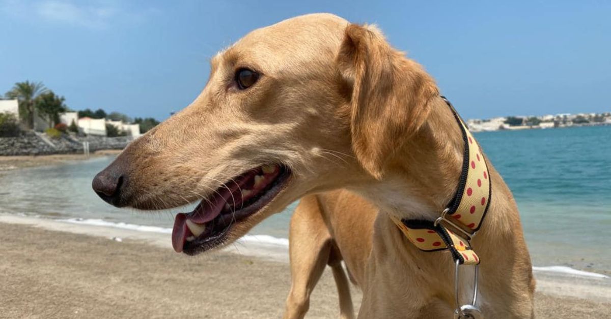 Zahi - House of Hounds UAE